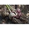 Garlic Growing Set - French Variety 'Vigor Supreme' - 3 x Large Bulb ...