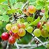 Amazon.com : Sweet Gooseberry Tree Plant Live, Gooseberry Bush Live ...