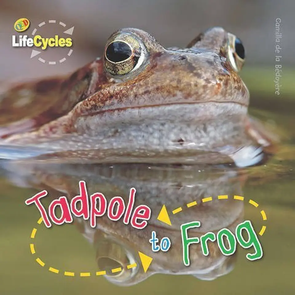 Understanding The Life Cycle Of Toads: From Tadpoles To Adult Toads ...