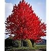 Amazon.com : 5 Red Maple Trees - 6-12" Tall Live Plants - Fast Growing ...