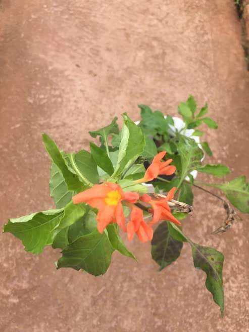 NIJI NURSERY Aboli Plant with pot : Amazon.in: Garden & Outdoors