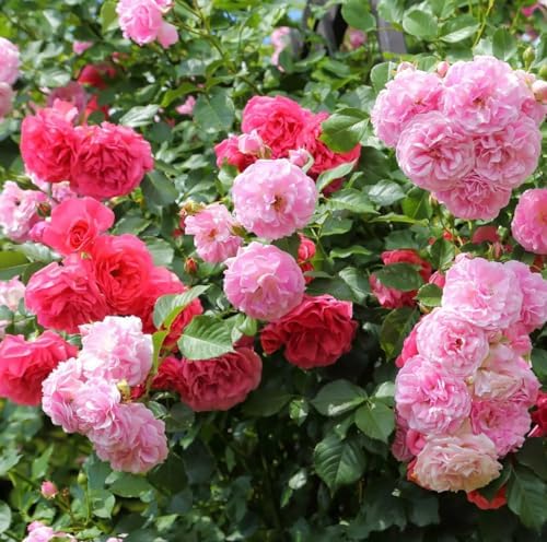 Amazon.com : 250+ Mix Climbing Roses Flowers Seeds -Rose Bushes Vine ...