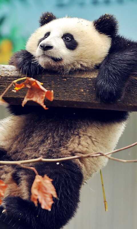 Tablet Animal Wallpapers - App on Amazon Appstore
