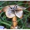Amazon.com: FESTIVE FAUCETS Plumeria Flower - Decorative Outdoor Faucet ...