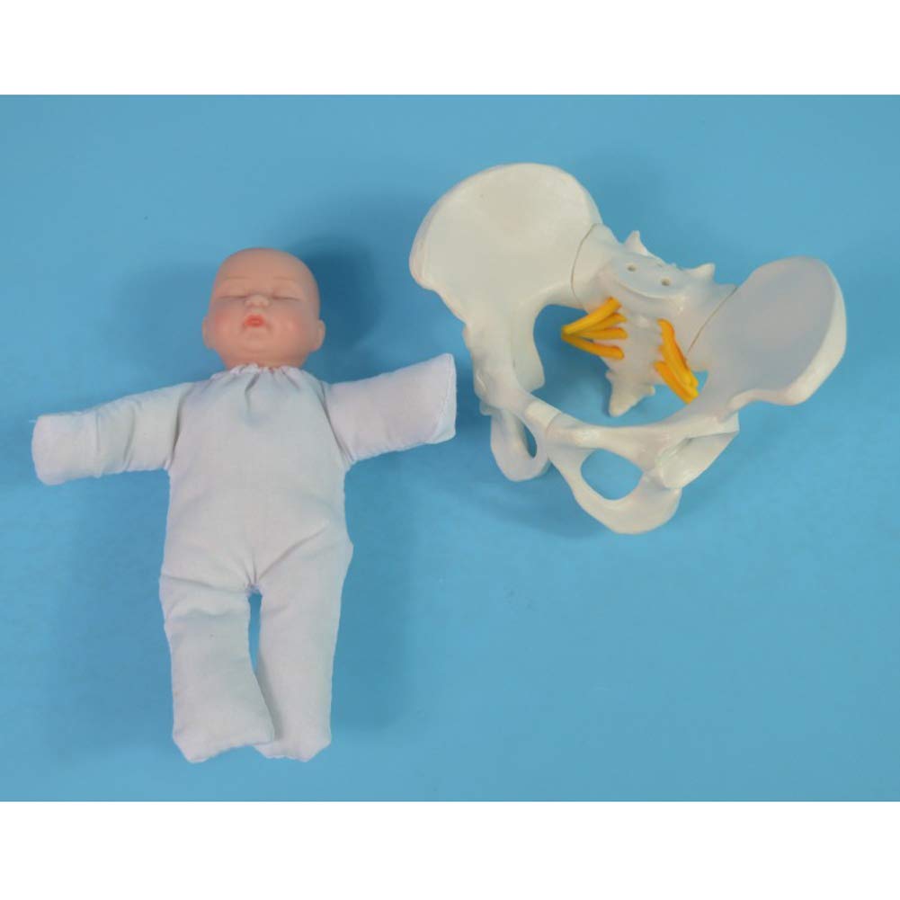 Buy Uziqueif Female Pelvis birth model Mini Female Pelvis And Baby ...