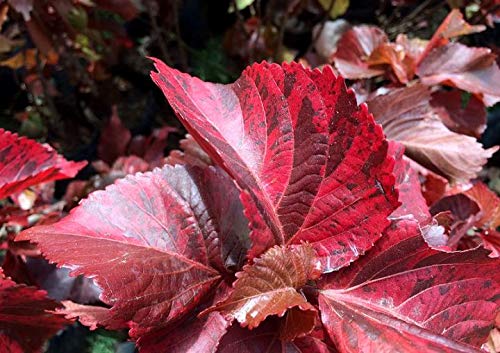 Plant House Live Acalypha Red Foliage Decorative Plant With Pot ...