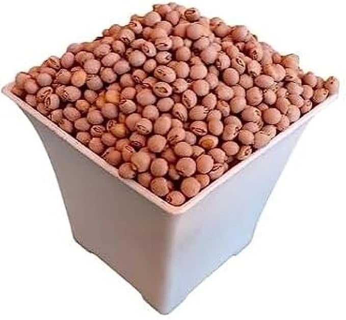 Keralagro Pulse Seed-RED GRAM 50g : Amazon.in: Garden & Outdoors
