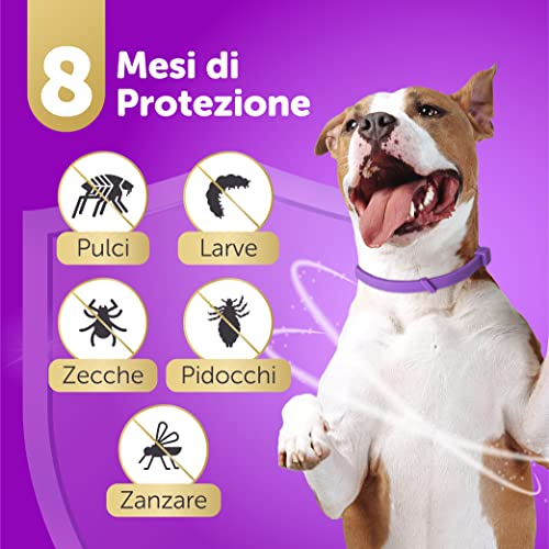 Trattamento contro Pulci e Zecche - ConsiglioPro.it