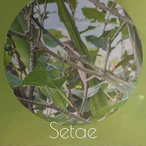 Amazon MusicでVARIOUS ARTISTSのSetaeを再生する