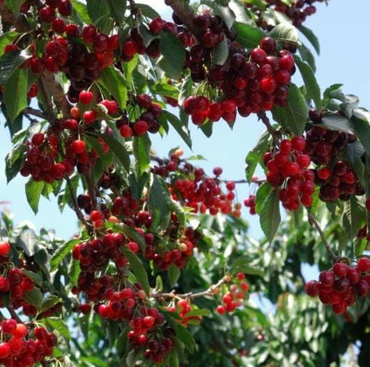 Amazon.com : Stella Cherry Fruit Tree Prunus avium 'Stella' 3 Year Old ...