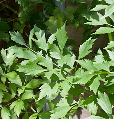 Liebstöckel Maggikraut - Levisticum officinale - lebende Gartenpflanze ...