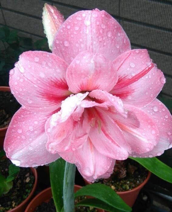 Ritz Farming Amaryllis Double Flower Bulbs | Soft Pink Amaryllis Flower ...
