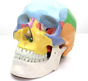 Amazon.com: NXZQPYBJ Human Skull Model, 22 Pieces of Skull Region Model ...