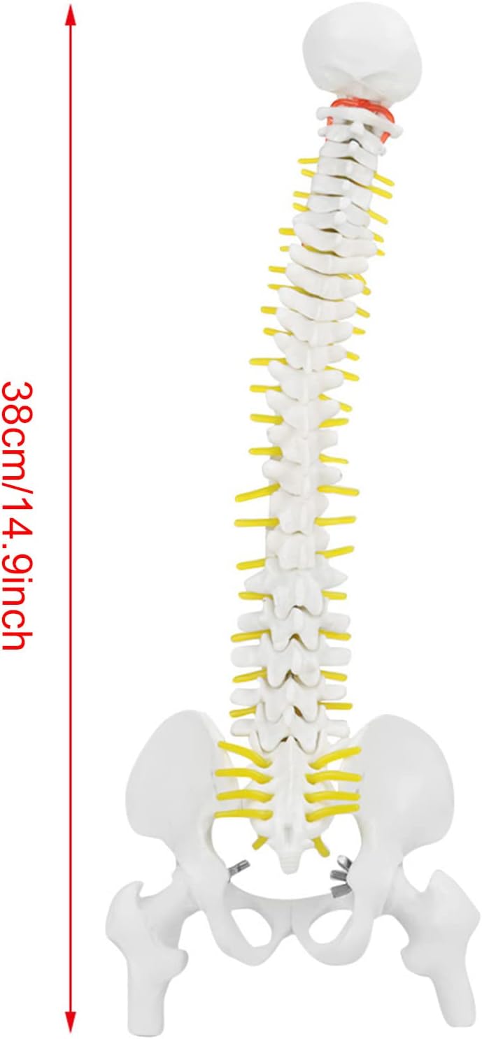 17.7in Life Size Colored Human Skeleton Spine Model Philippines | Ubuy