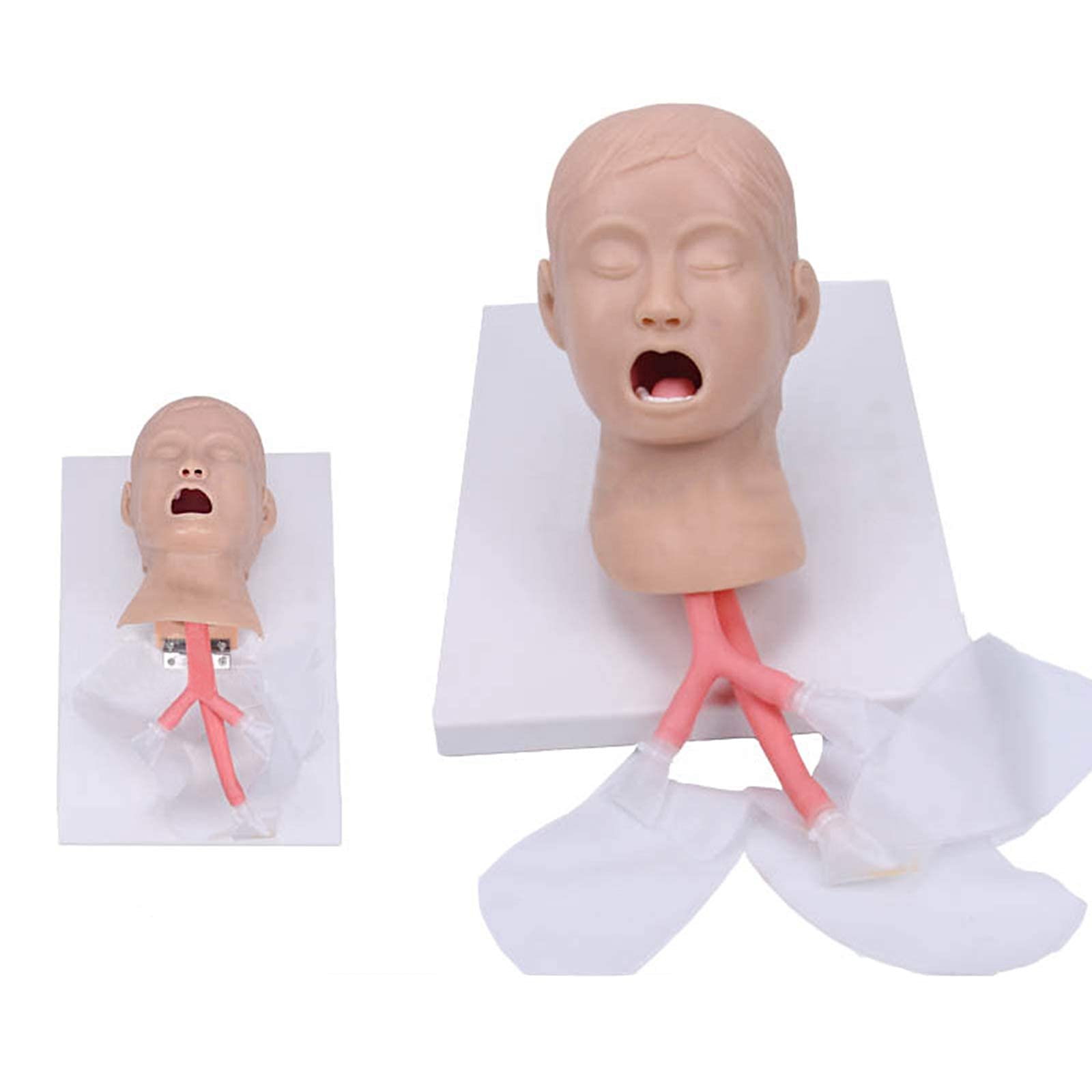 Buy ZAMAX Study Model 11 Intubation Manikin, Training Manikin Tracheal ...