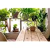 Amazon.com : Indoor Plant Food | All-purpose House Plant Fertilizer ...