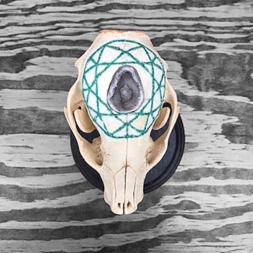 Amazon.com: Real Raccoon skull, hand carved diamond shaped Magnesite ...