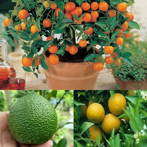 Manju Nursery Sweet Darjeeling Orange Arancu Santara Citrus × Sinensis ...