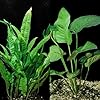 Amazon.com: Java Fern and Anubias Aquarium Plant Bundle - Live ...