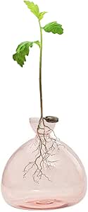 Light Bulb Avocado Vase Glass Acorn Vase for Flowers, Rearing Glass for ...