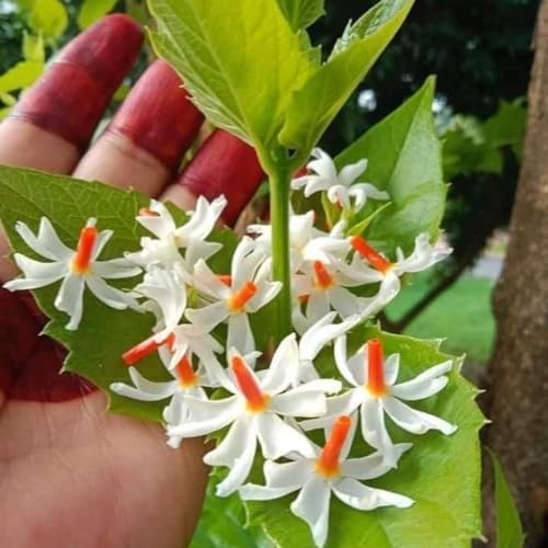 All Time 12 months flowering Parijat/Baromasi flowering | Harsingar ...