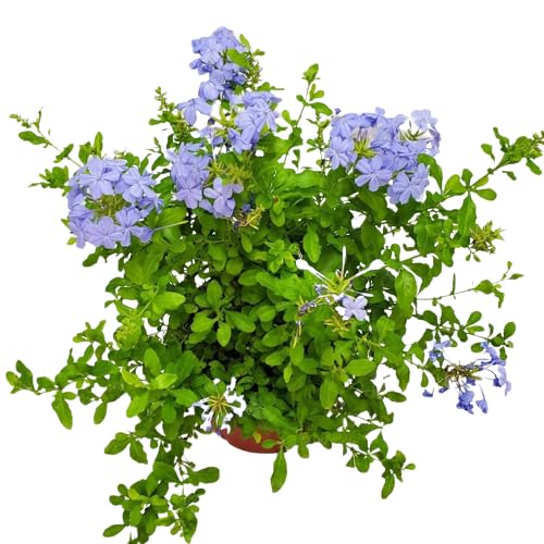 Bharat Herbs Care® Plumbago auriculata (Leadwort) Mini Tagar Blue Color ...