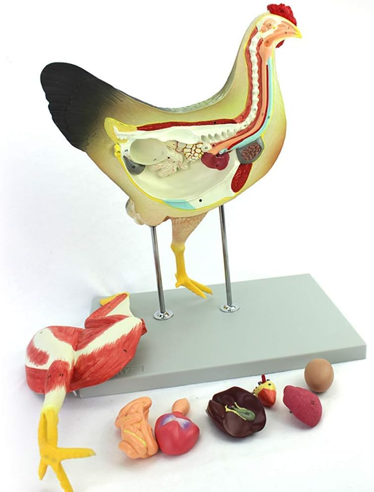 Amazon.com : Human Anatomical Model Body Skeleton Anatomical Chicken ...