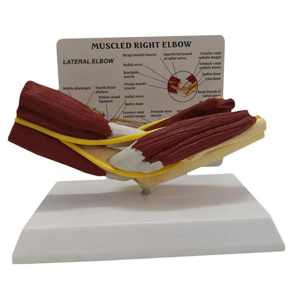 Buy Qhytl Medical Anatomical Elbow Joint Model Human Elbow Joint