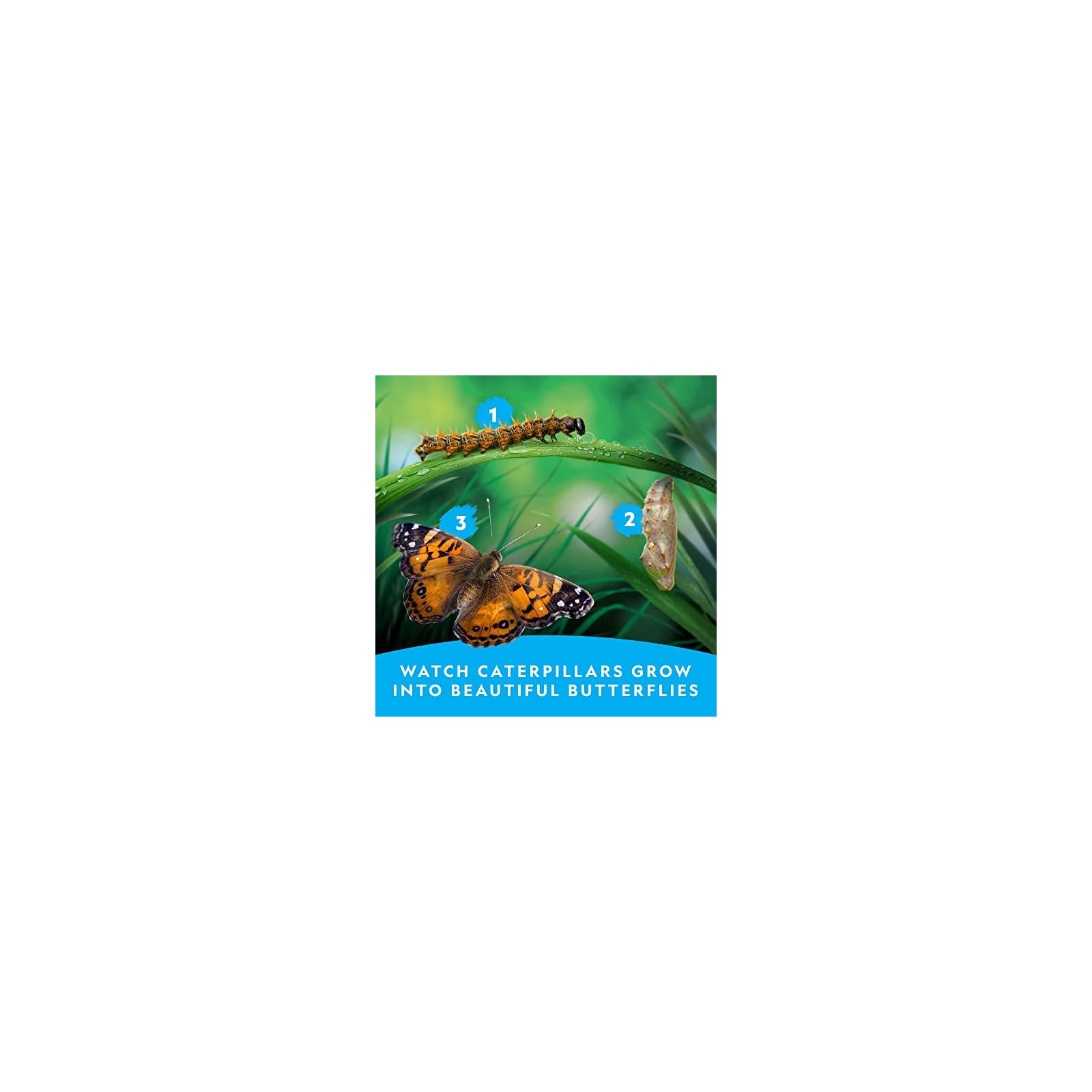 NATIONAL GEOGRAPHIC Butterfly Growing Kit - Butterfly Habitat Kit with ...