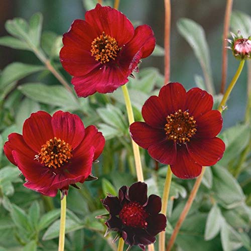 Chocolate Cosmos Flower Bouquet