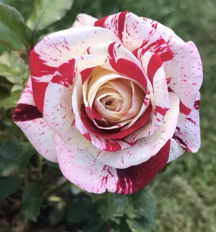 Rock & Roll Hybrid Tea Bush Rose Plant in A 3Lt Pot - Gorgeous Stripe ...