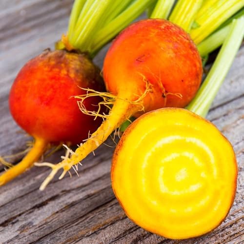 Amazon.com : Sow Right Seeds - Golden Globe Beet Seeds for Planting ...