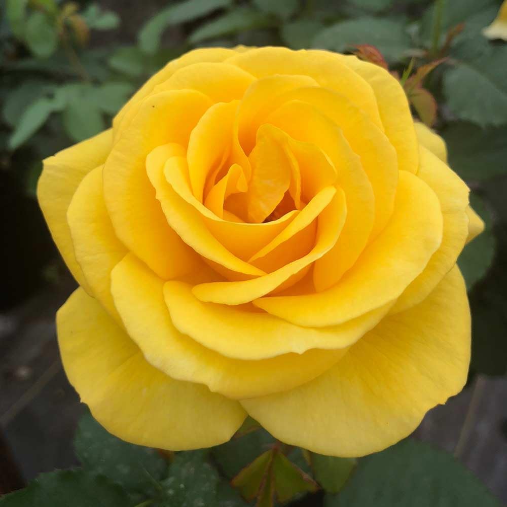 Amazon.com : Heirloom Roses Yellow Rose Bush - Sol Desire® Live ...