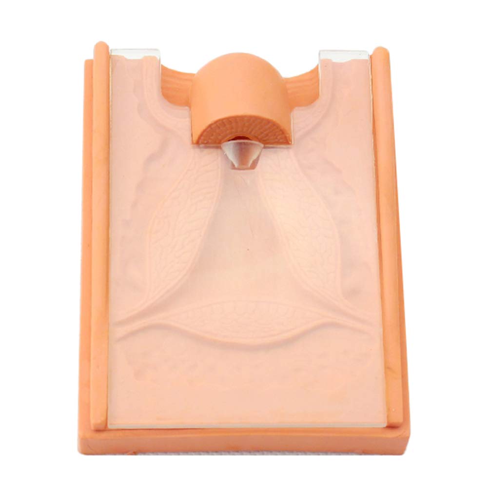 Buy WJER Demonstration Model Uterus Model Uterus IUD Demonstration ...