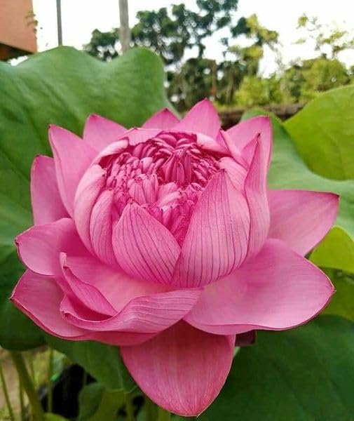 BeGrin Rare Verity Thousand Petal Lotus Live Plant Tubers, Nelumbo ...
