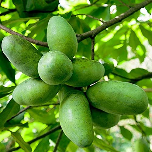 How to grow pawpaw trees?
