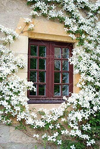 Amazon.com : 50pcs Bag Rare Climbing Jasmine Flower Seeds White Jasmine ...