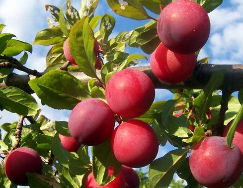 Banamala nursery,Aloo Bukhara Variety Fruit (Cutting/Grafted) live ...