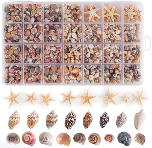 Amazon.com: MAQIHAN Tiny Seashells for Crafts - Small Sea Shells Mixed ...
