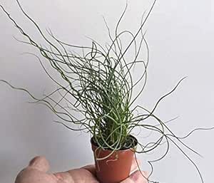 Amazon.com : Corkscrew Rush Perennial Indoor House Plant in 2 inch Pot ...
