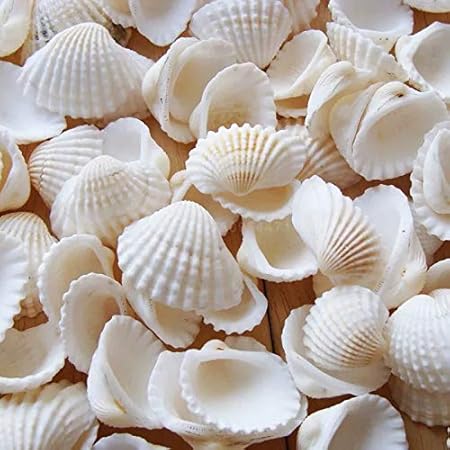 Amazon.com: Worlds White Clam Cay Cay Sea Shells for Home Decorations, Party Wedding, DIY Crafts ...