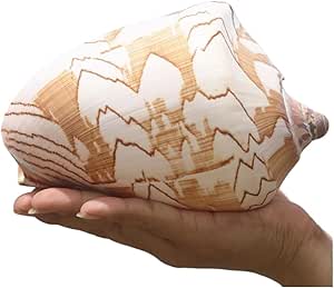 Amazon.co.jp: Giant Natural Seashells, Large Natural Conch Shells ...