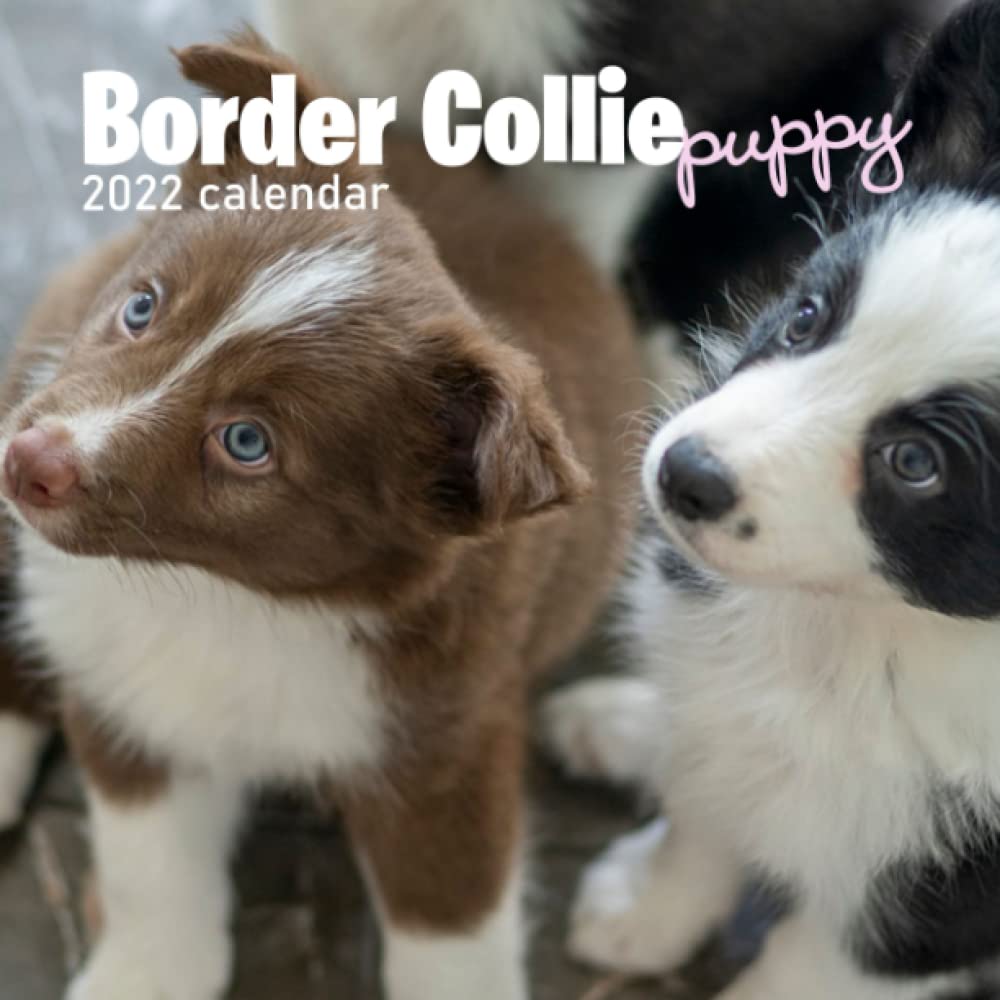 Buy Border Collie Puppies 2022 : Just Border Collie Puppies Squared ...