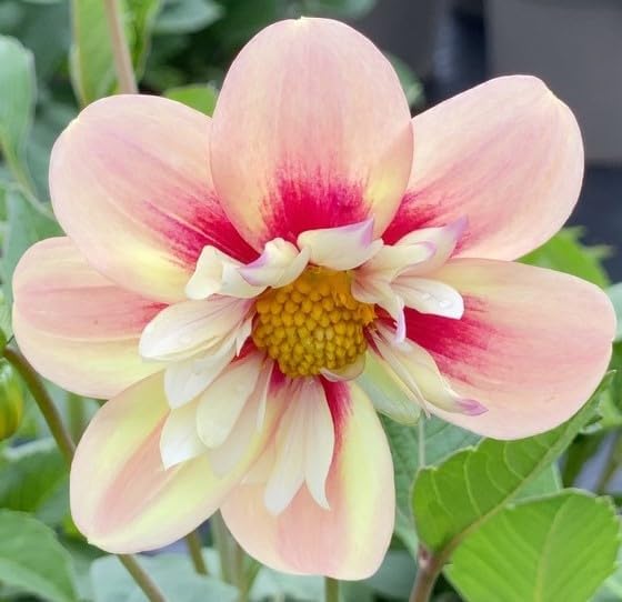 Dahlia Rhubarb and Custard - Stunning Collarette Variety with Unique ...