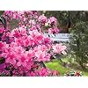 Amazon.com : Azalea Southern Charm - 10 Live Plants - Pink Flowering ...