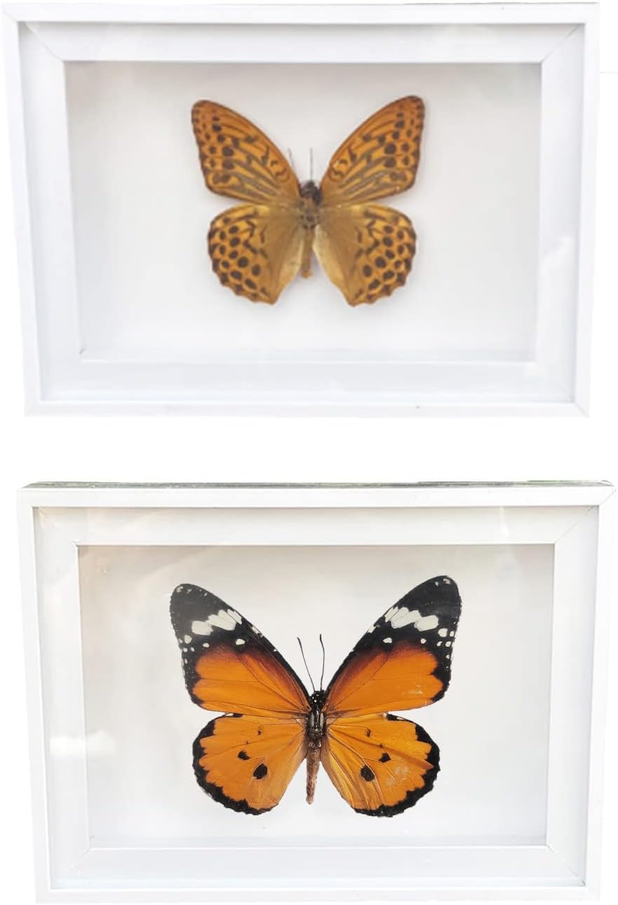 Amazon.com: CXUEMH 2 Pcs Framed Butterfly Real Butterfly Specimens ...