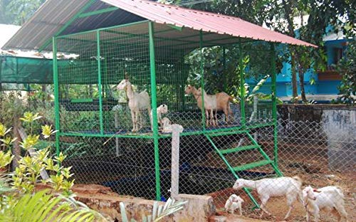 Plastic slatted Goat Flooring are Modern Method Used in Goat Farm with ...