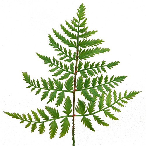 Amazon.de: Unbekannt Künstlicher LEDERFARN Pick 35 cm. Kleiner Kunst ...