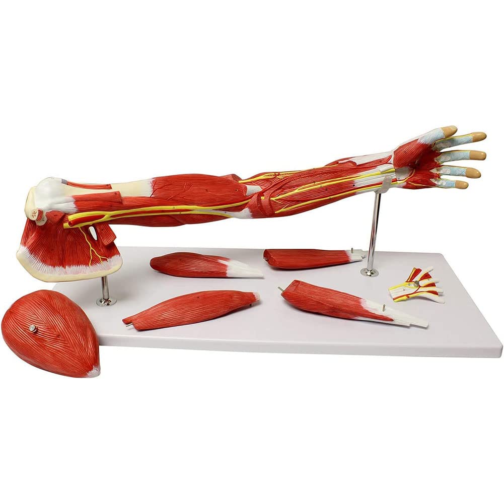Anatomy Arm Bones 3d Model Bones Human Arm Anatomy PVC 3D Anatomical