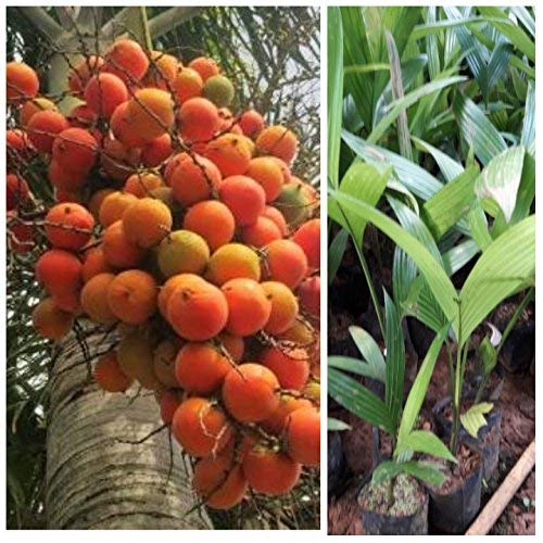 Creative Farmer Live Fruit Palm Areca Live Plant Arecanut Mohit Nagar ...